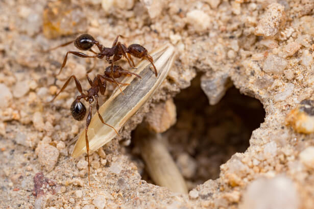 Comment Se Débarrasser Des Fourmis Dans Le Potager ? - Les ... Comment Se Débarrasser Des Fourmis Dans Le Potager ? - Les ...